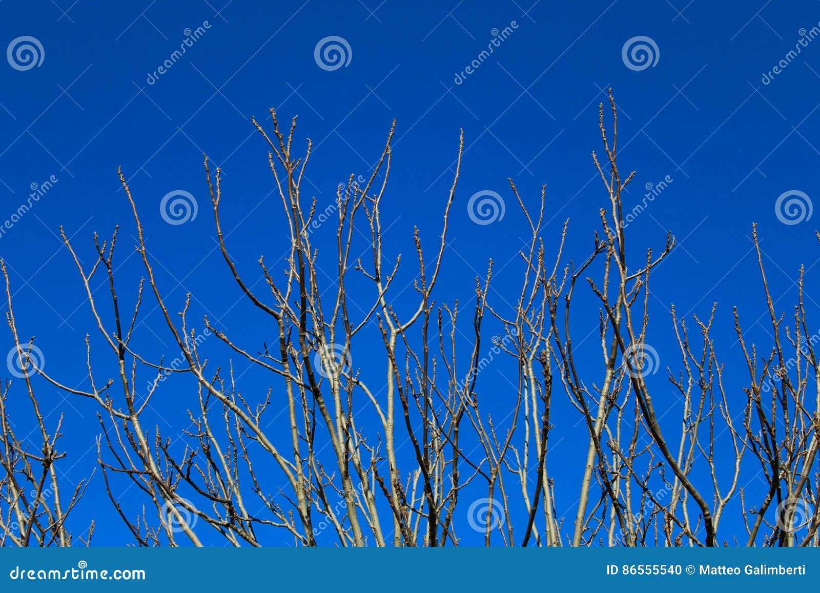 Bare Tree Branches in Winter Stock Photo - Image of nature, winter ...