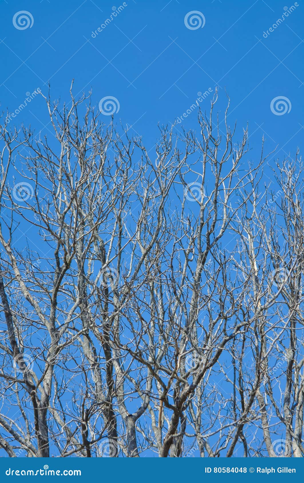 Bare Tree Branches in Winter Stock Photo - Image of plant, trees: 80584048