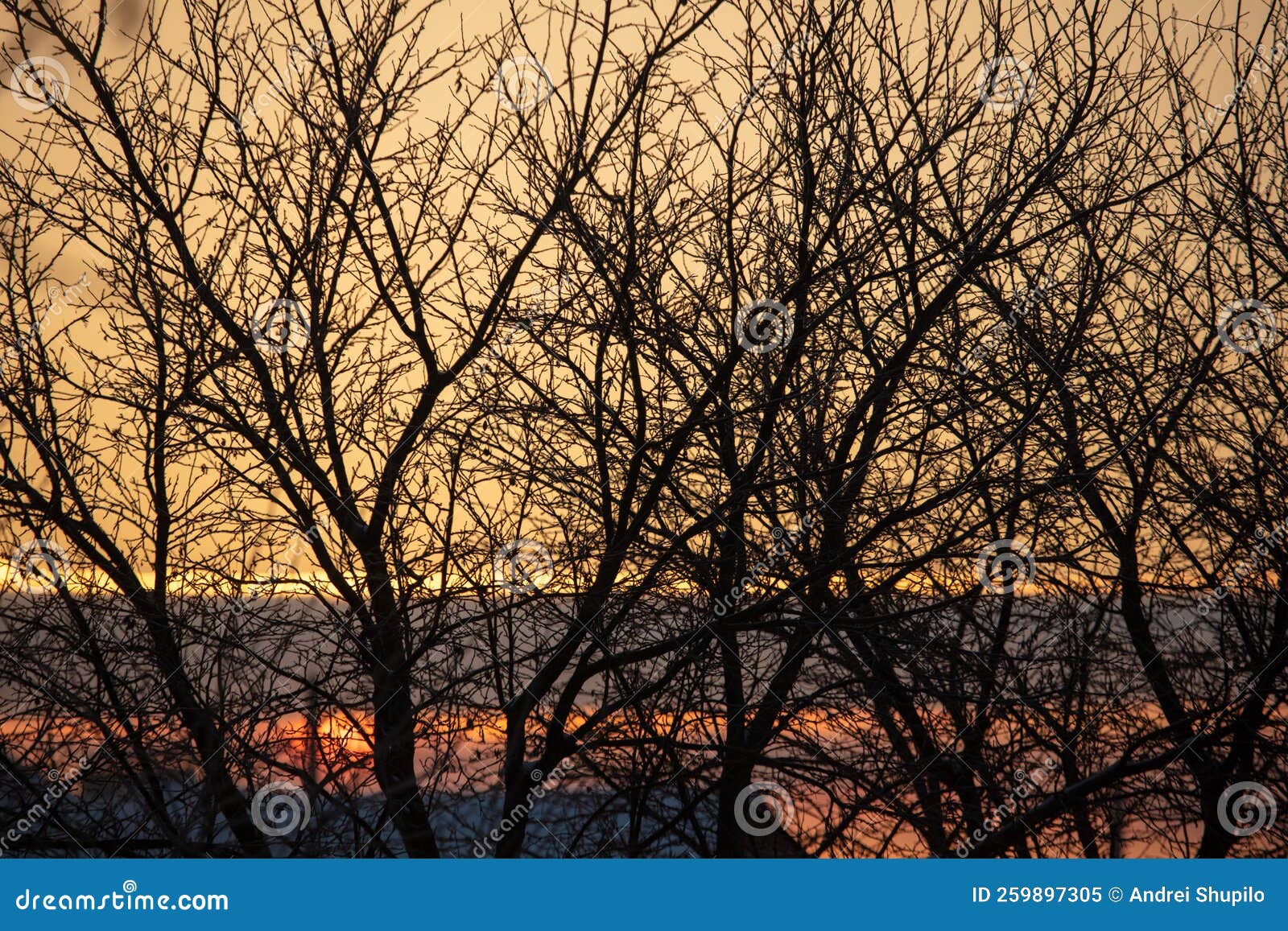 Bare Tree Branches in Winter at Sunset. Stock Image - Image of ...