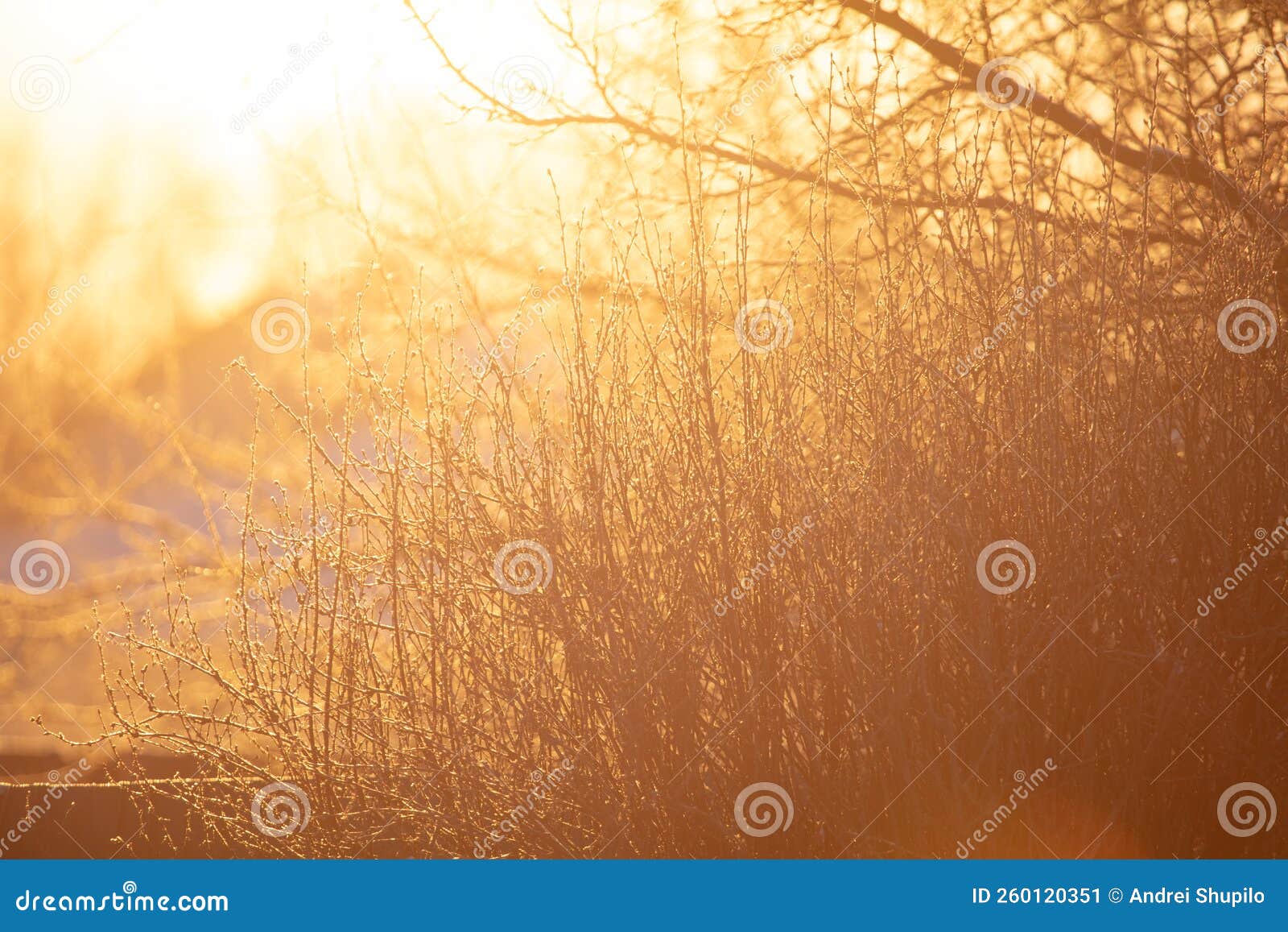 Bare Tree Branches in Winter at Sunset. Stock Image - Image of growth ...