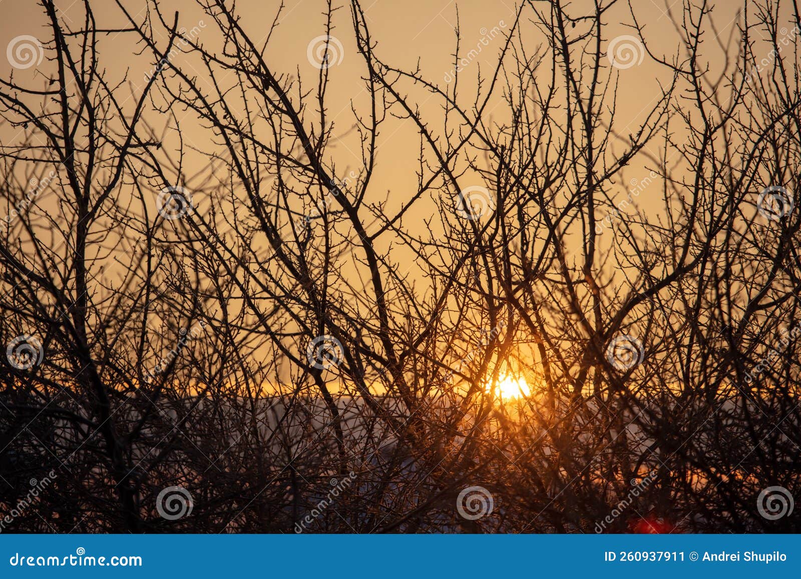 Bare Tree Branches in Winter at Sunset. Stock Image - Image of leaf ...