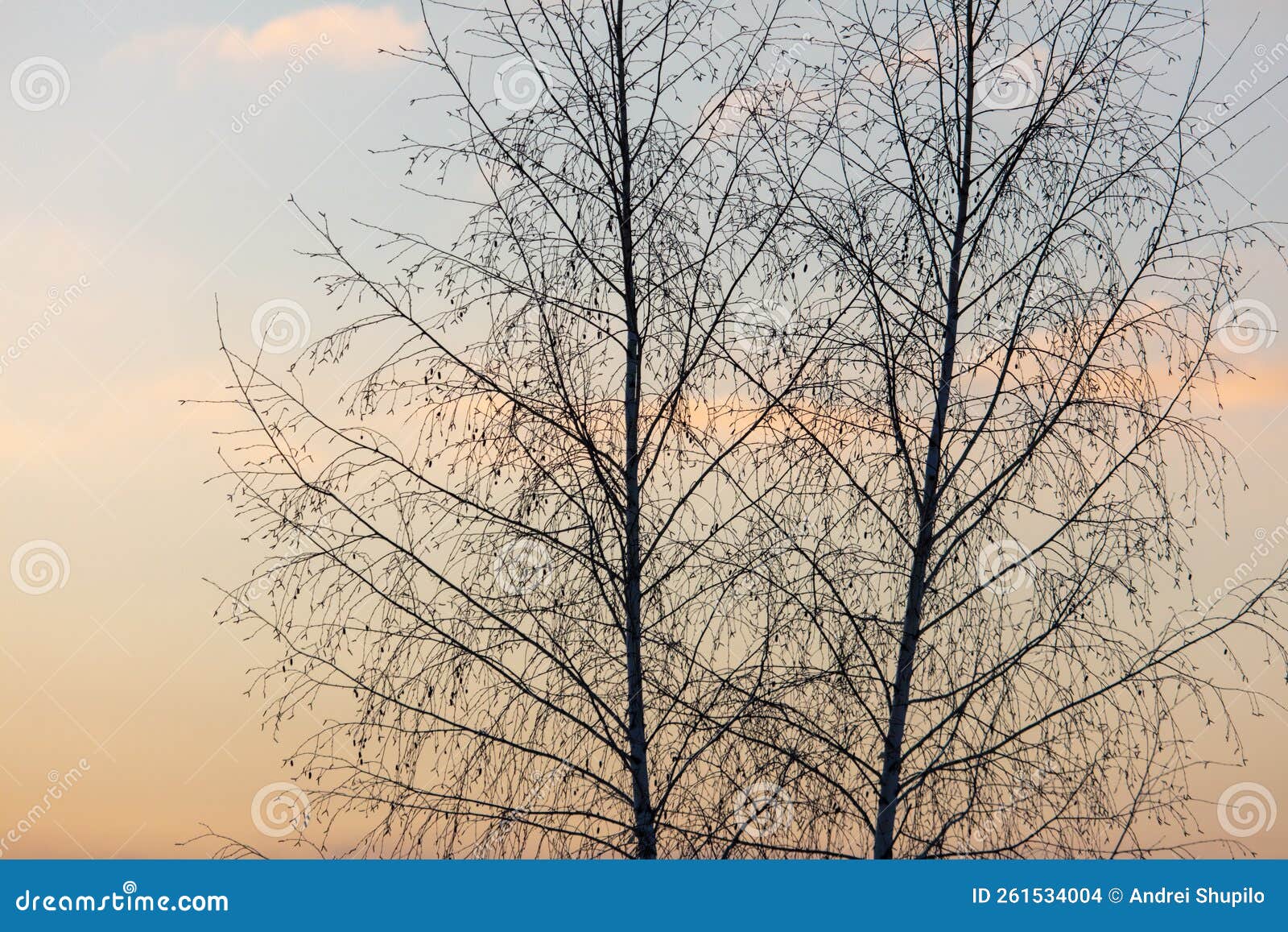 Bare Tree Branches in Winter at Sunset. Stock Photo - Image of forest ...