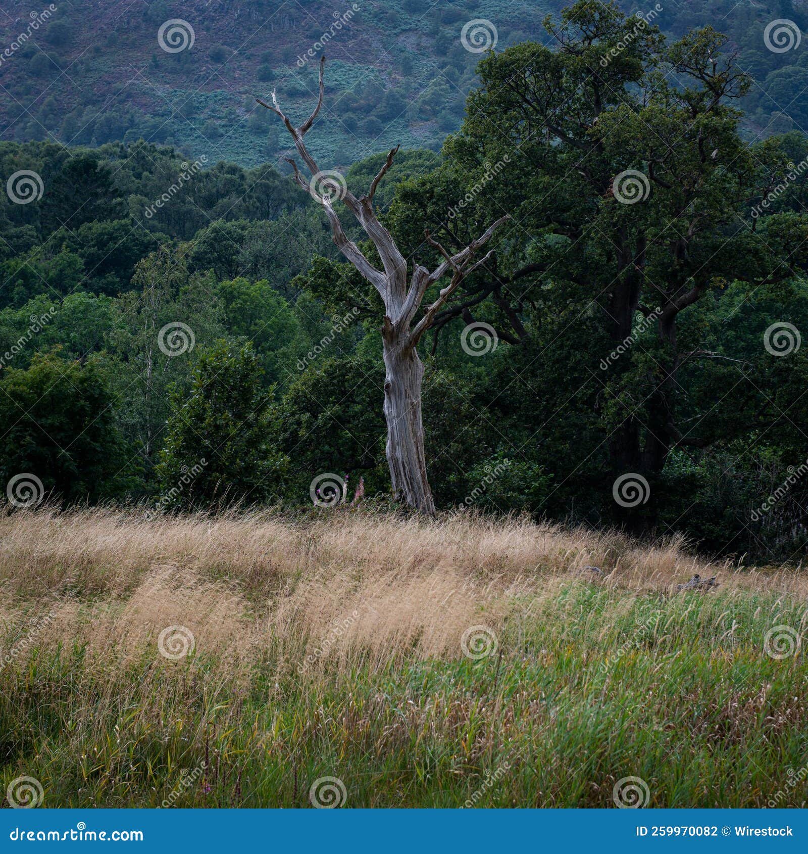 Bare Tree with Broken Branches on a Rural Field in the Lake District in ...