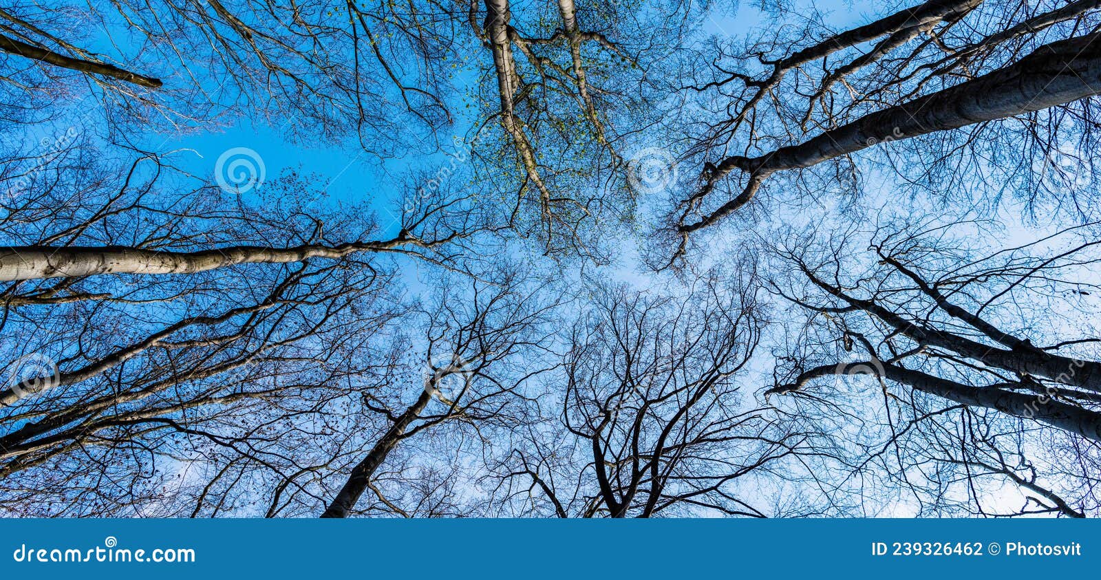 Bare Tree Canopy Growing in Deciduous Forest on Blue Sky Upward View ...