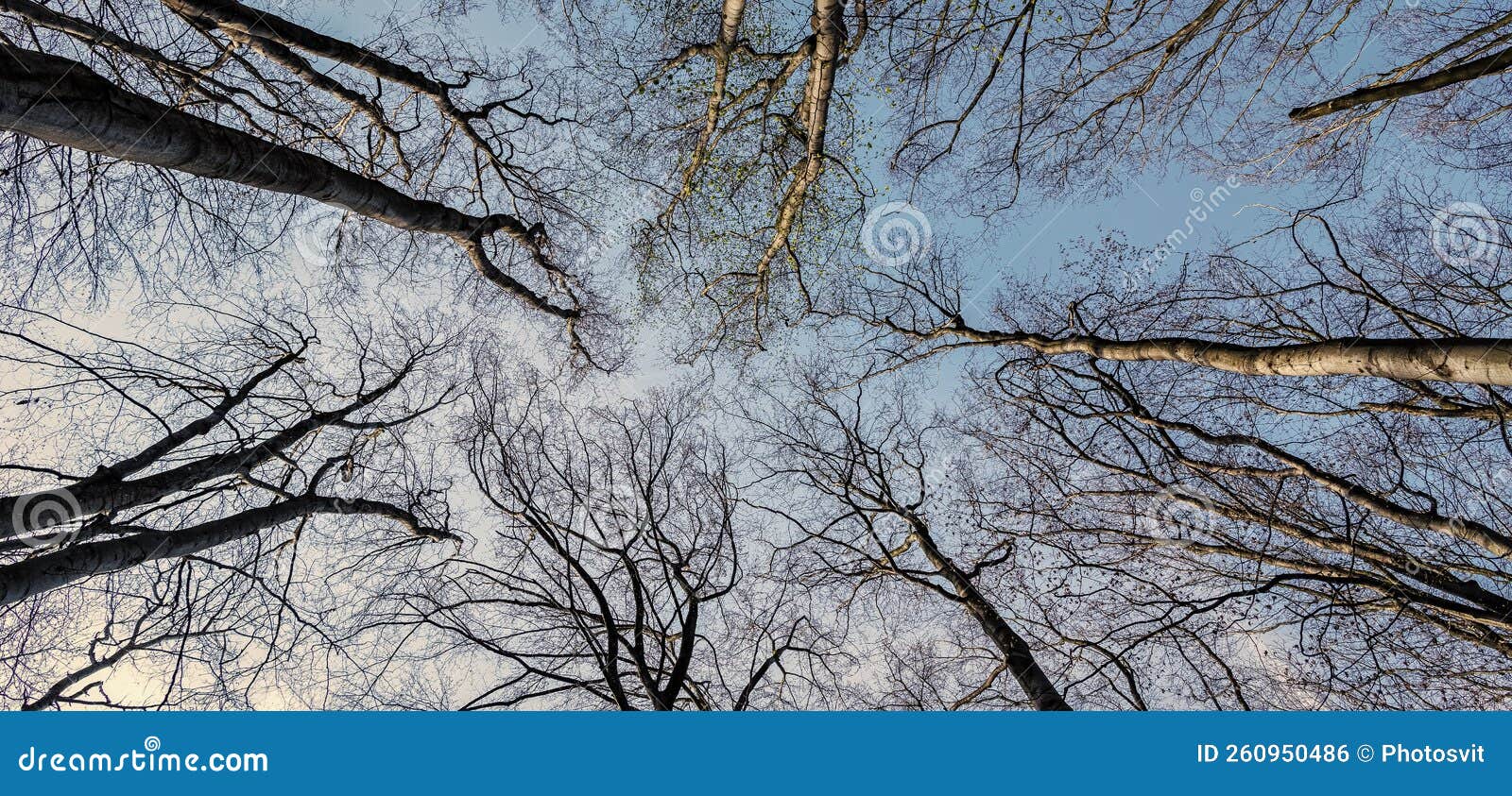 Bare Tree Canopy Growing in Deciduous Forest on Blue Sky Upward View ...