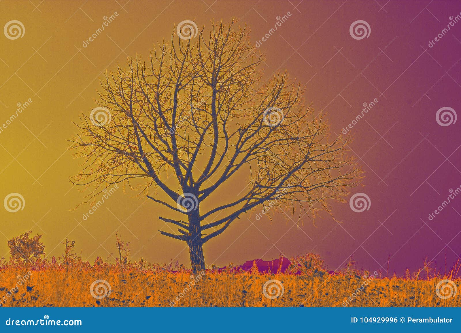 BARE TREE with COLOUR GRADIENT EFFECT Stock Photo - Image of beauty ...