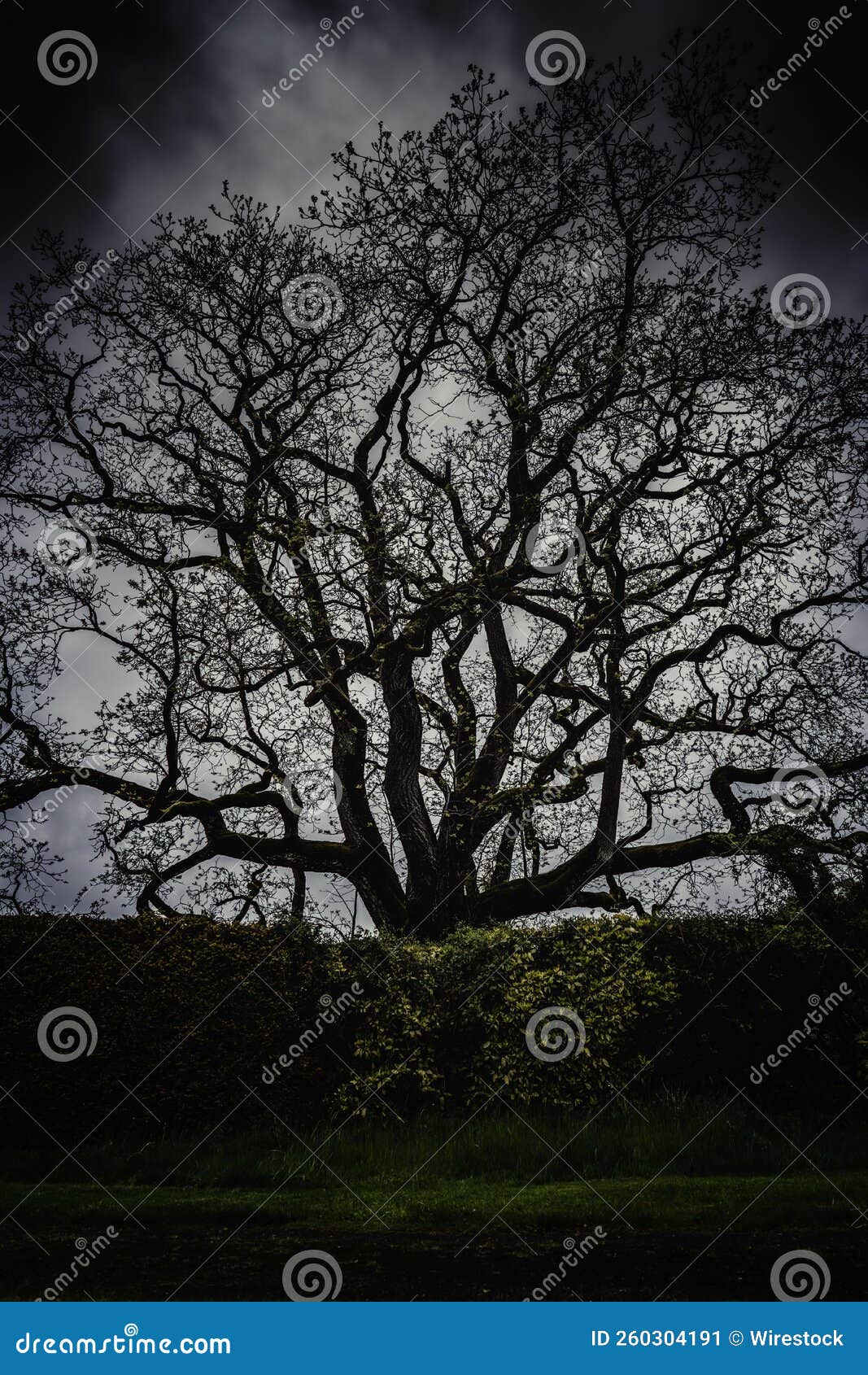 Bare Tree with Dark Clouds Above Stock Image - Image of sunset, scene ...