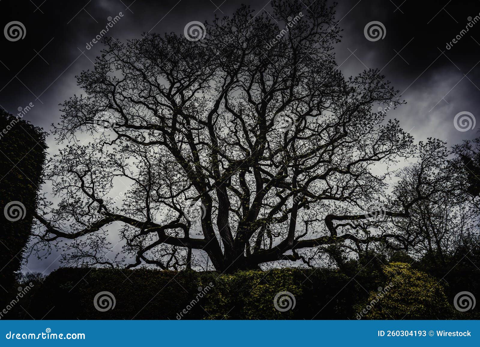 Bare Tree with Dark Clouds Above Stock Image - Image of beauty, night ...