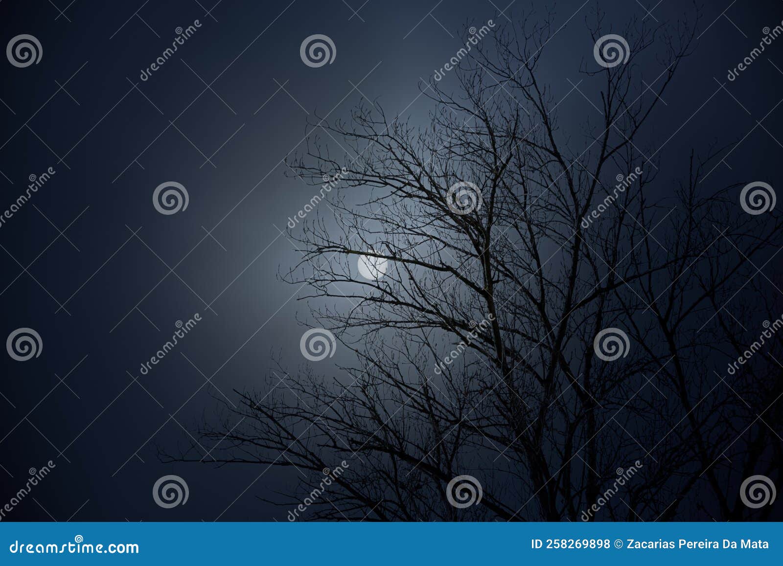 Bare Tree in a Foggy Full Moon Night Stock Photo - Image of mysterious ...