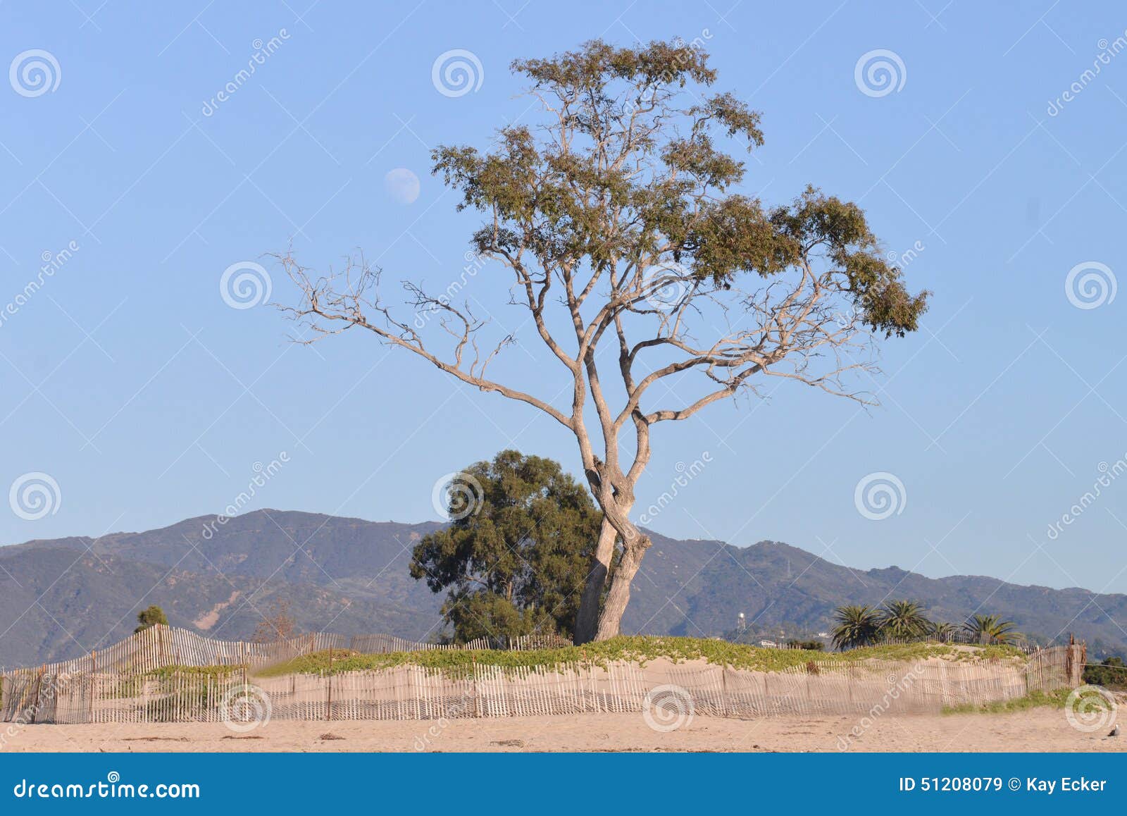 Almost Bare Tree with Day Moon. Stock Image - Image of moon, mountain ...