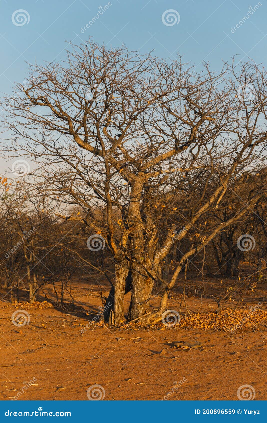 Tree by dry season stock image. Image of nature, bare - 200896559