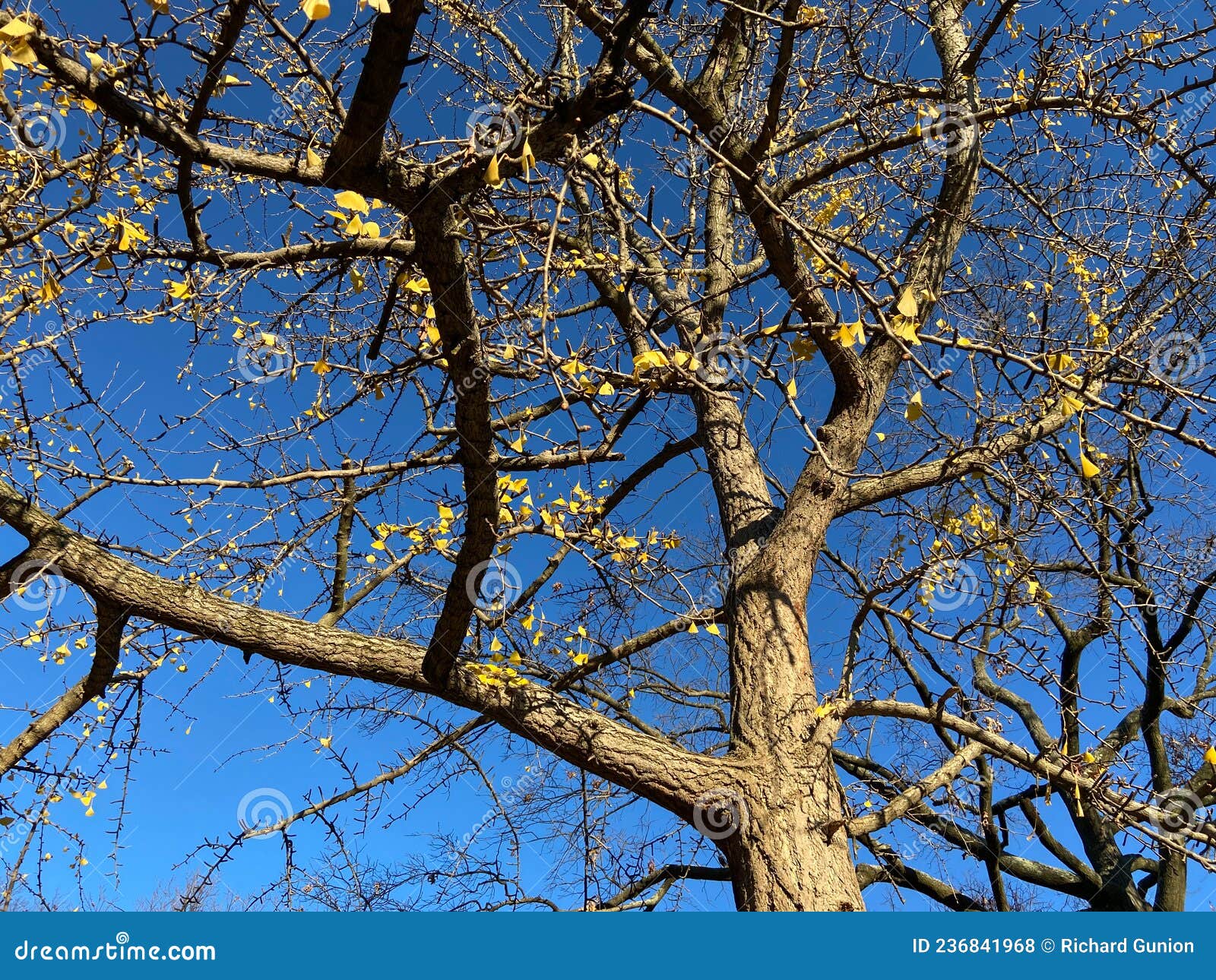 Bare Tree with Few Leaves in December Stock Photo - Image of foliage ...