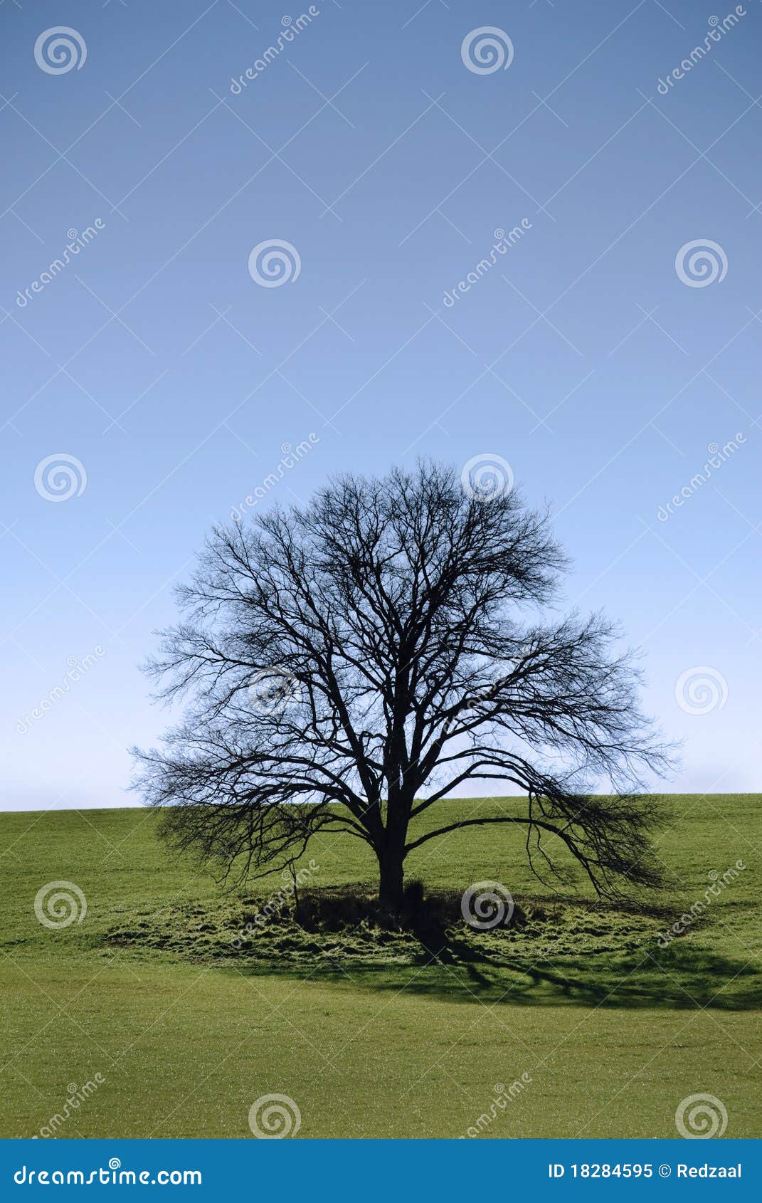 Bare tree in field stock image. Image of natural, cold - 18284595