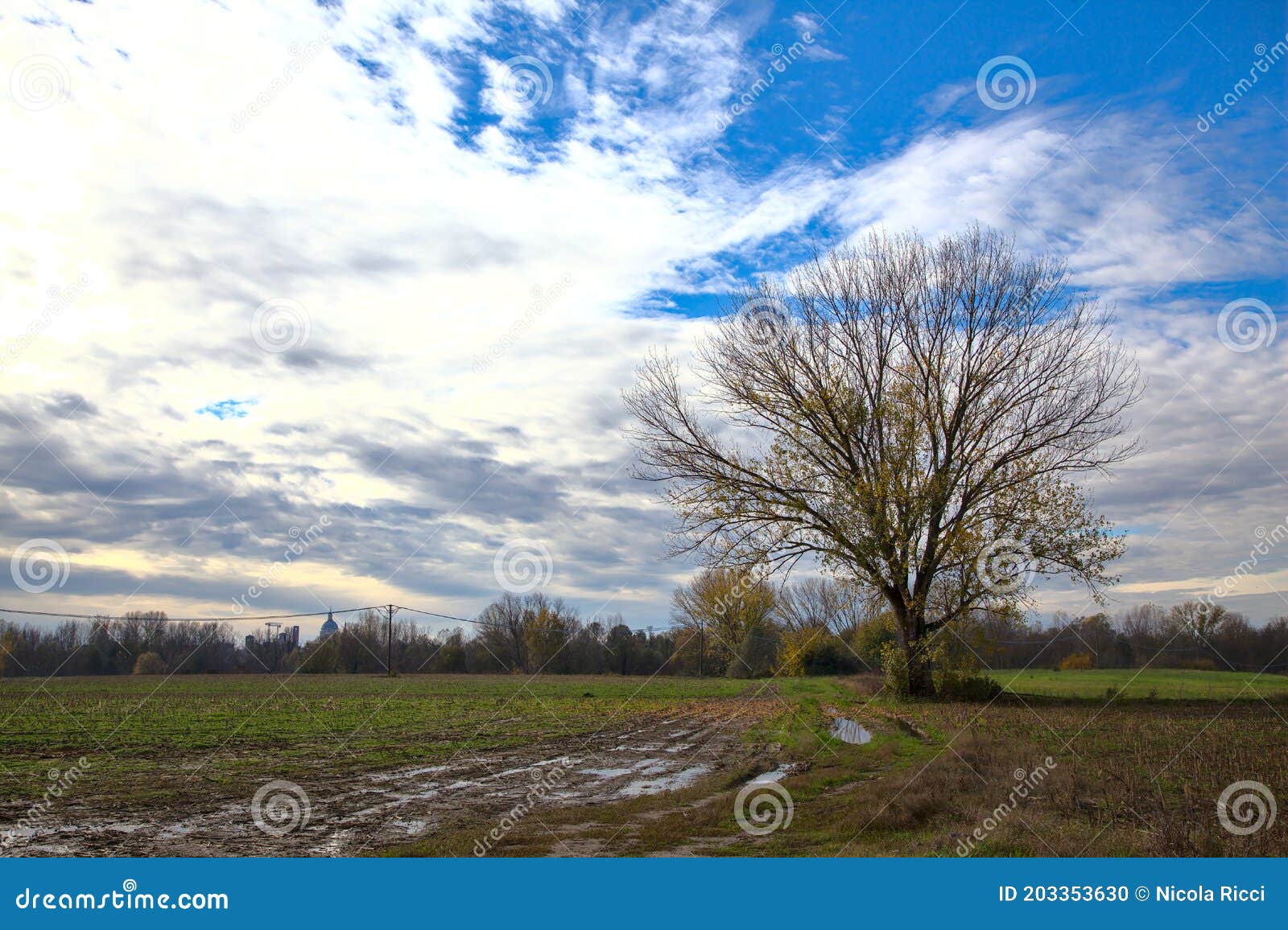 An almost Bare Tree in a Field in the Countryside Stock Photo - Image ...