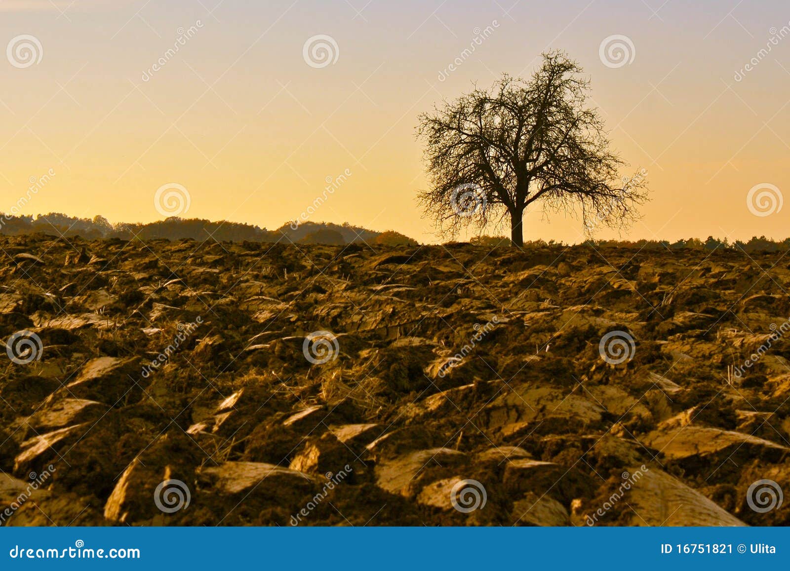 Bare Tree on Field in Fall stock image. Image of landscape - 16751821