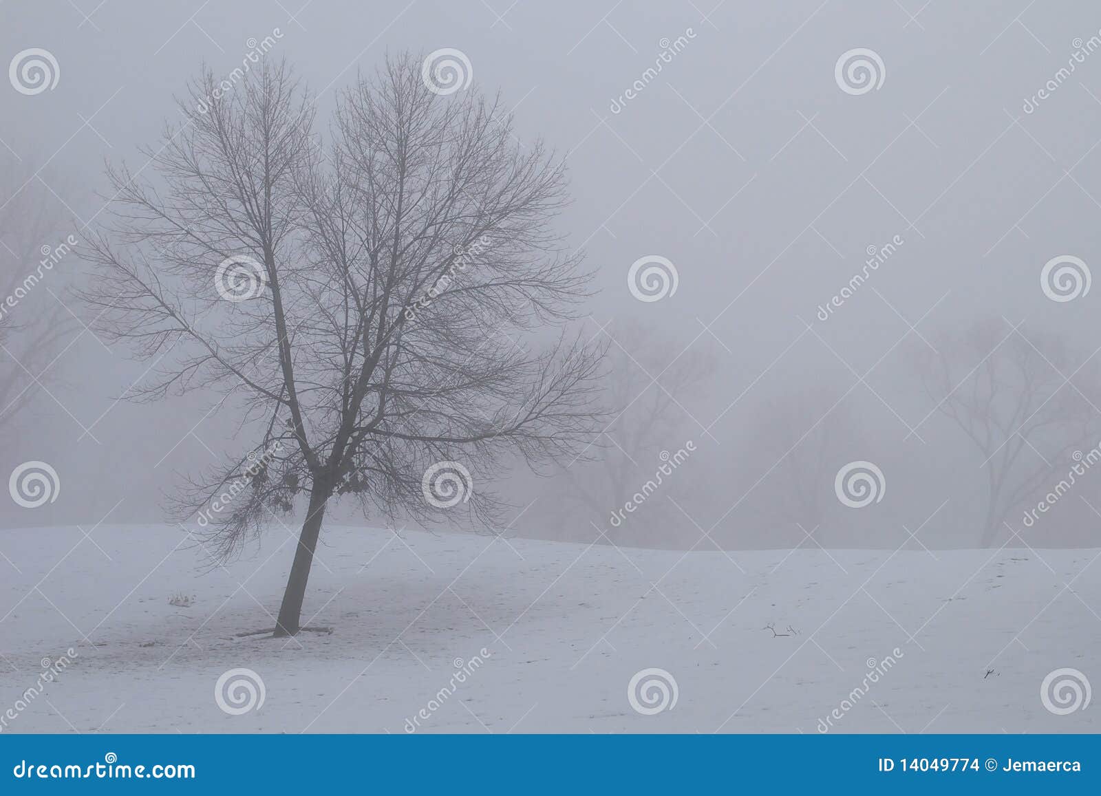 Bare Tree in the Fog and Snow Stock Photo - Image of waiting, gray ...
