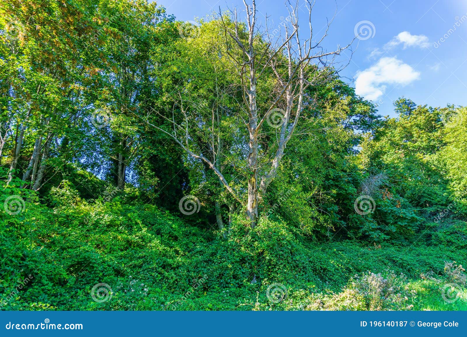 Bare Tree in Forest stock image. Image of green, nature - 196140187