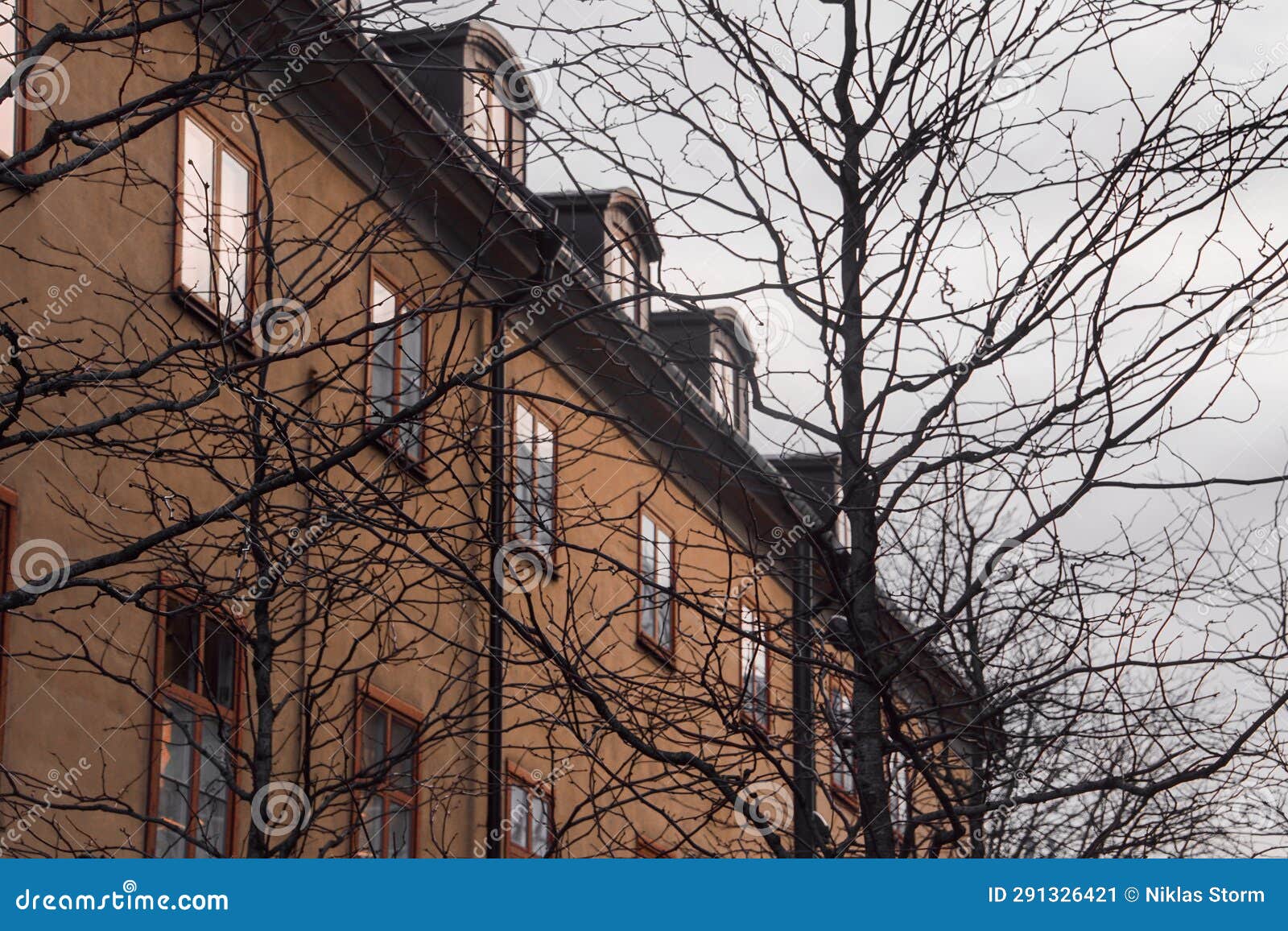A Bare Tree in Front of a Building Stock Image - Image of house ...