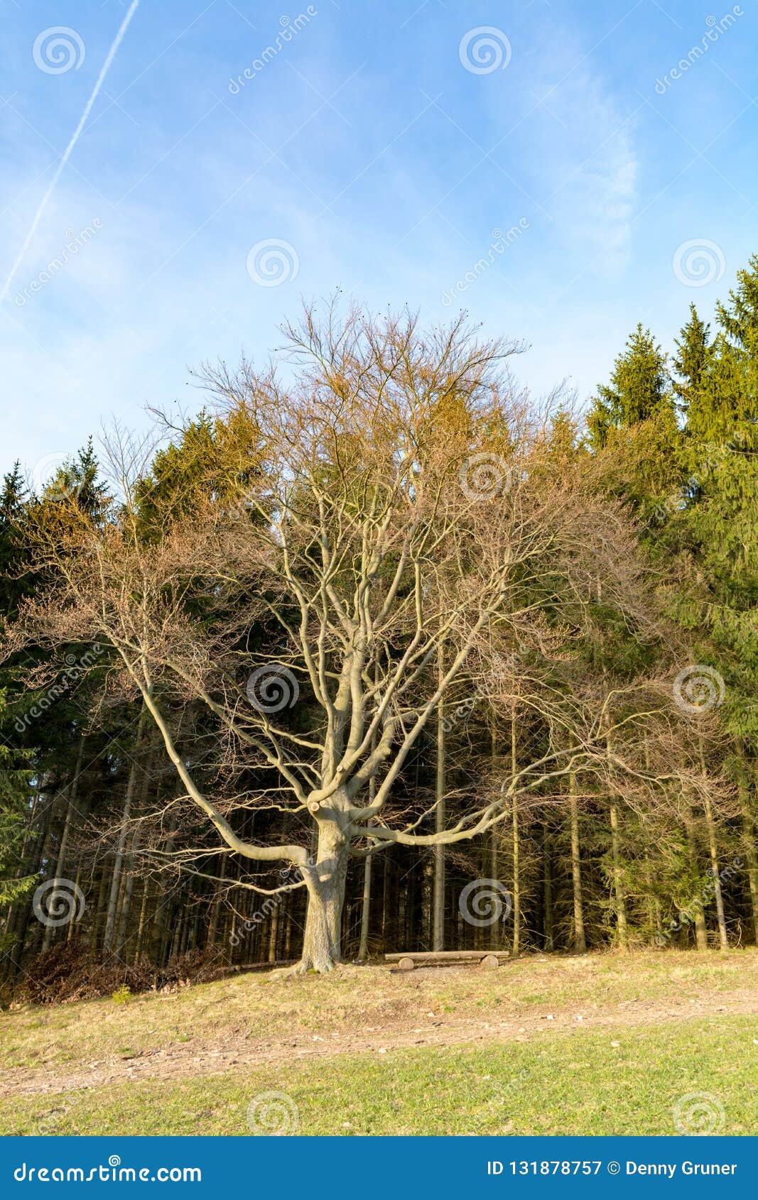 Bare Tree in Front of a Forest Stock Image - Image of autumn, meadow ...