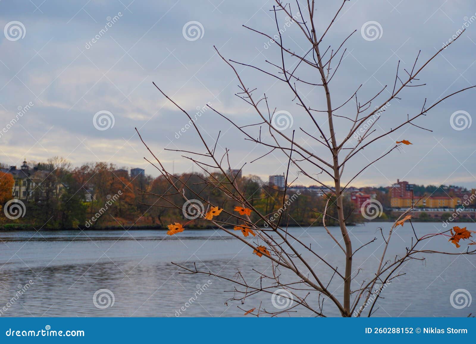 Bare Tree in Front of River during Autumn Stock Photo - Image of city ...