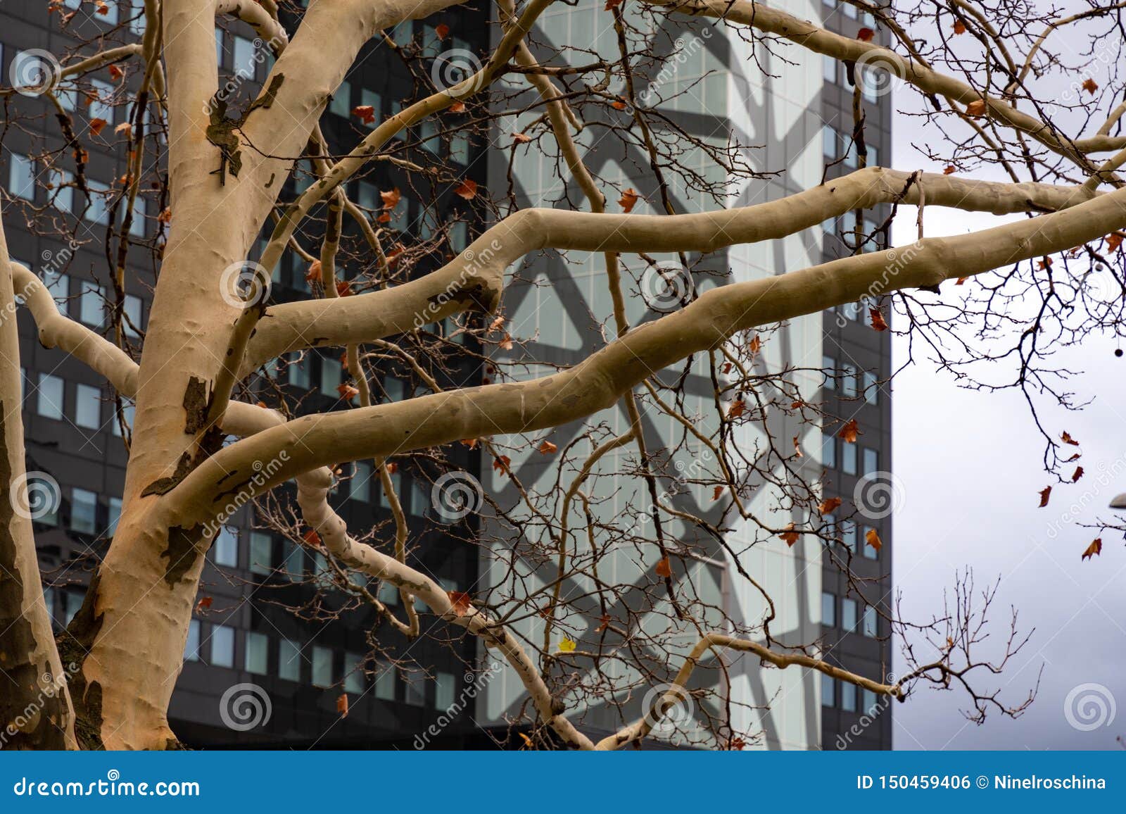 Bare Tree in Front of Skyscraper in Berlin Germany Stock Photo - Image ...