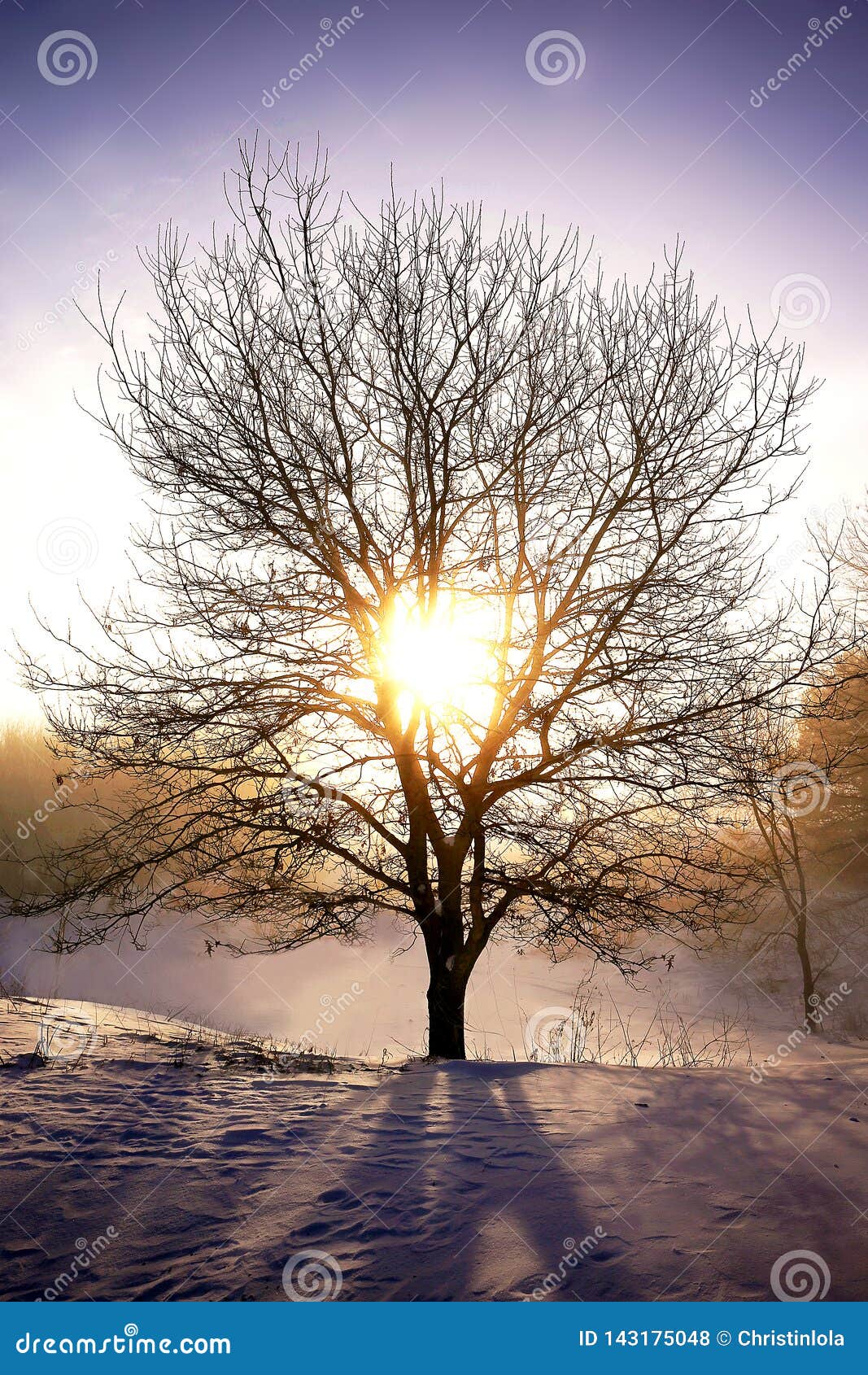 Bare Tree in Front of Sun on a Bright Winter Sunrise Stock Photo ...
