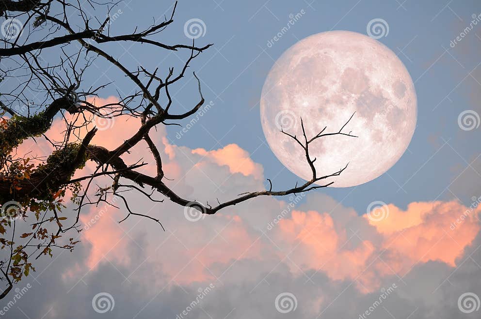 Bare Tree on Full Moon at Evening. Element of this Image Furnished by ...