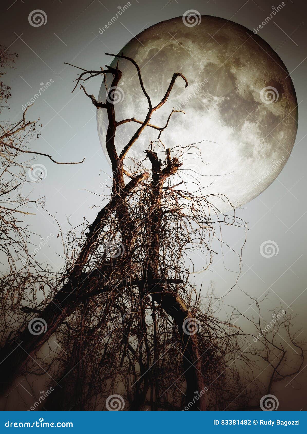 Bare Tree on Full Moon at Night. Stock Photo - Image of natural, still ...