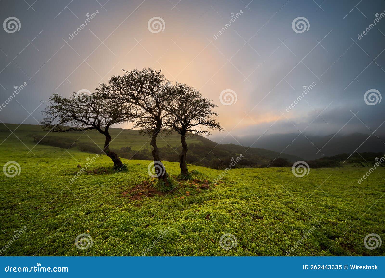 Bare Tree on the Green Field during Sunset Stock Image - Image of ...