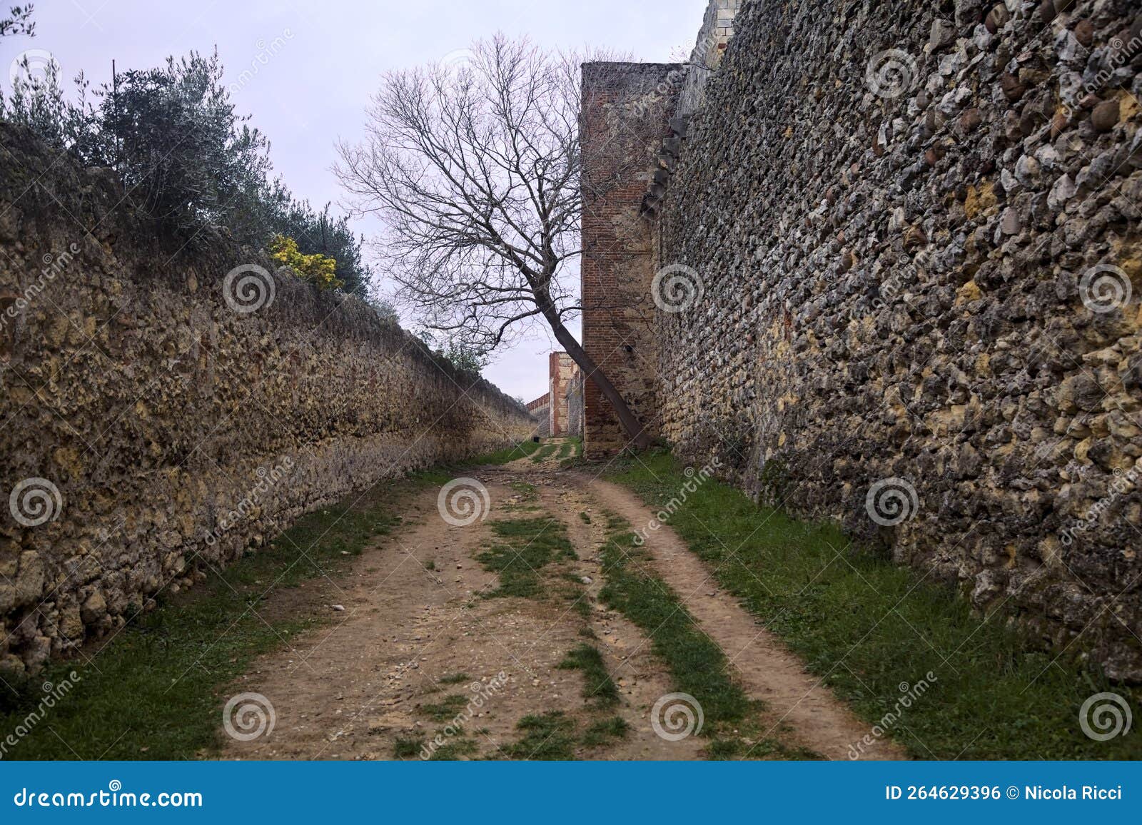 Bare Tree Growing Sideways on a Dirt Path Bordered by Fortifications on ...