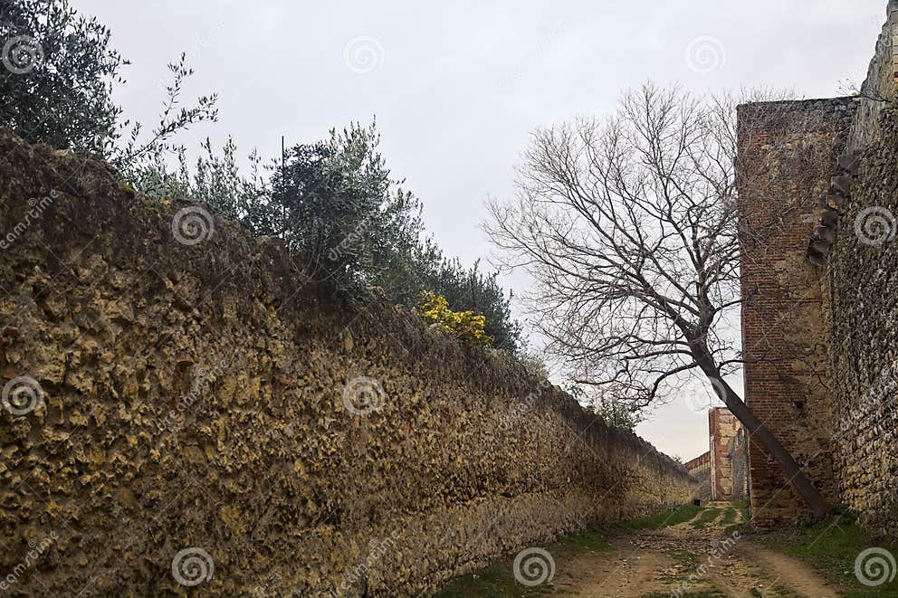 Bare Tree Growing Sideways on a Dirt Path Bordered by Fortifications on ...