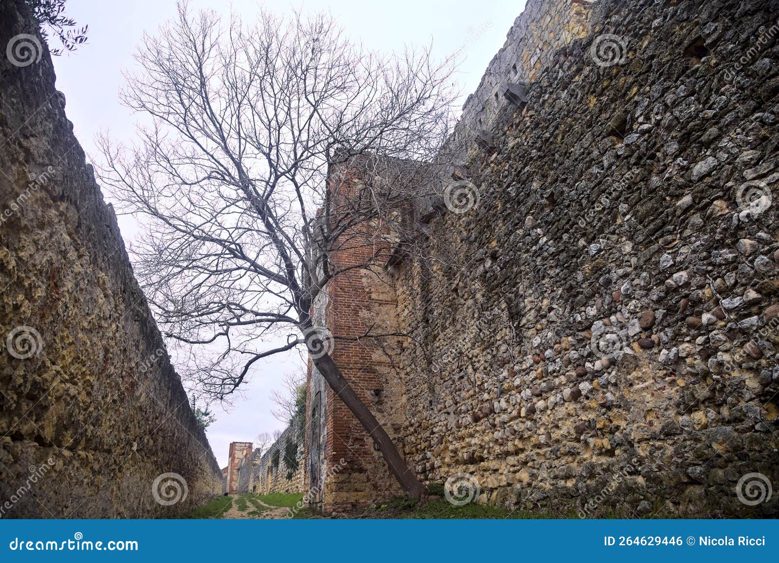 Bare Tree Growing Sideways on a Dirt Path Bordered by Fortifications on ...