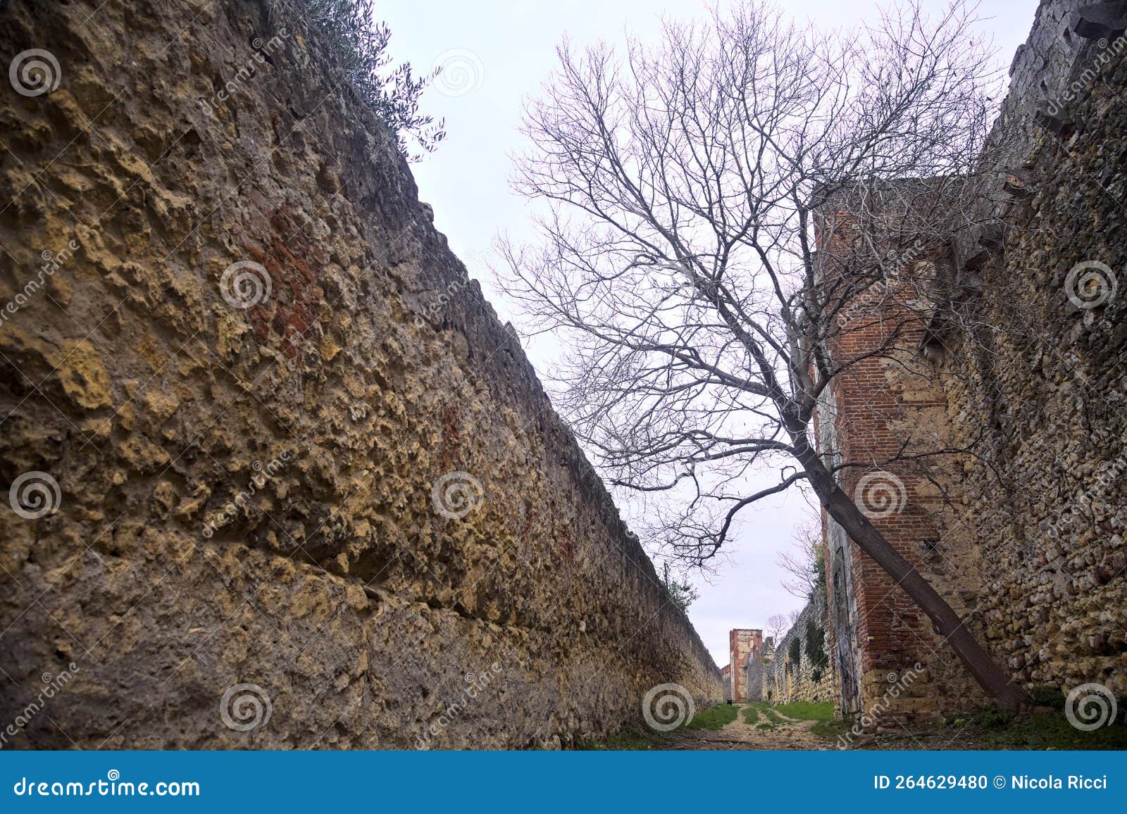 Bare Tree Growing Sideways on a Dirt Path Bordered by Fortifications on ...
