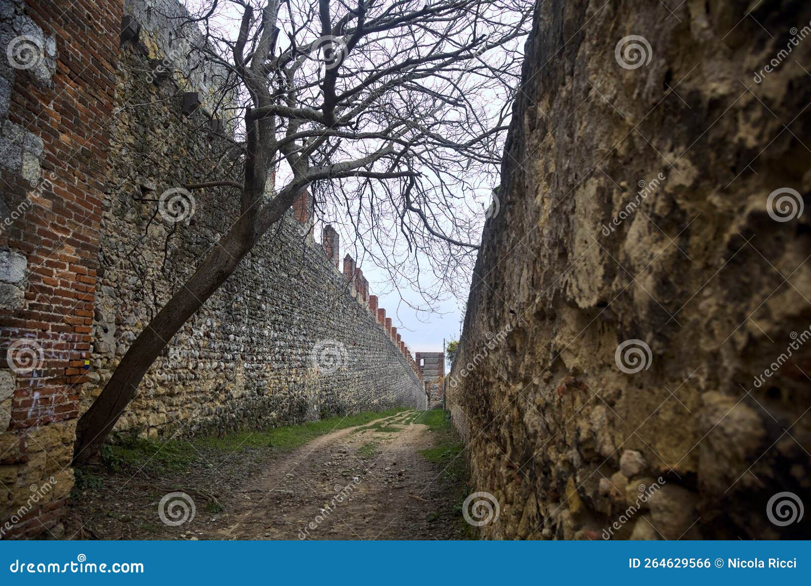 Bare Tree Growing Sideways on a Dirt Path Bordered by Fortifications on ...