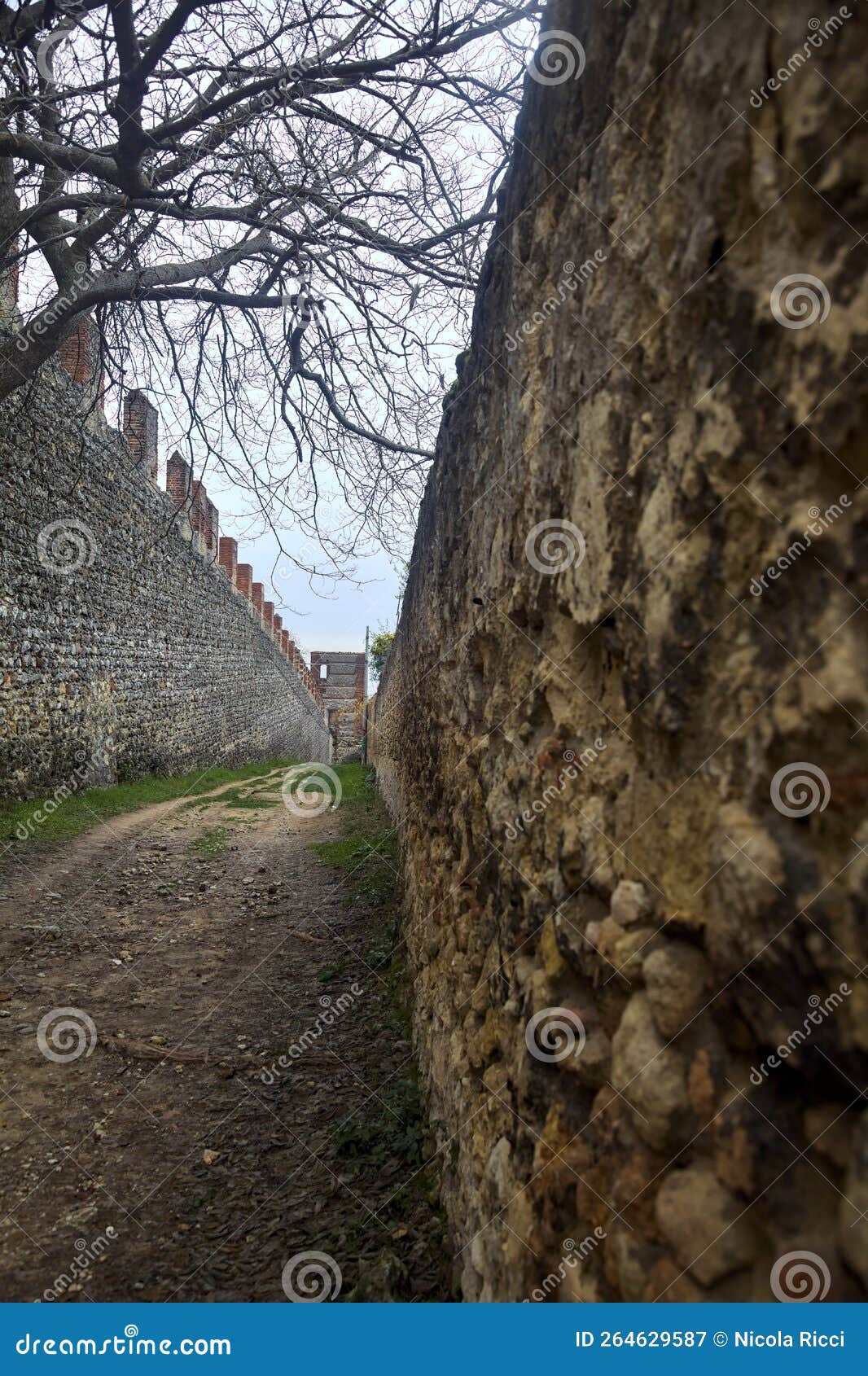 Bare Tree Growing Sideways on a Dirt Path Bordered by Fortifications on ...