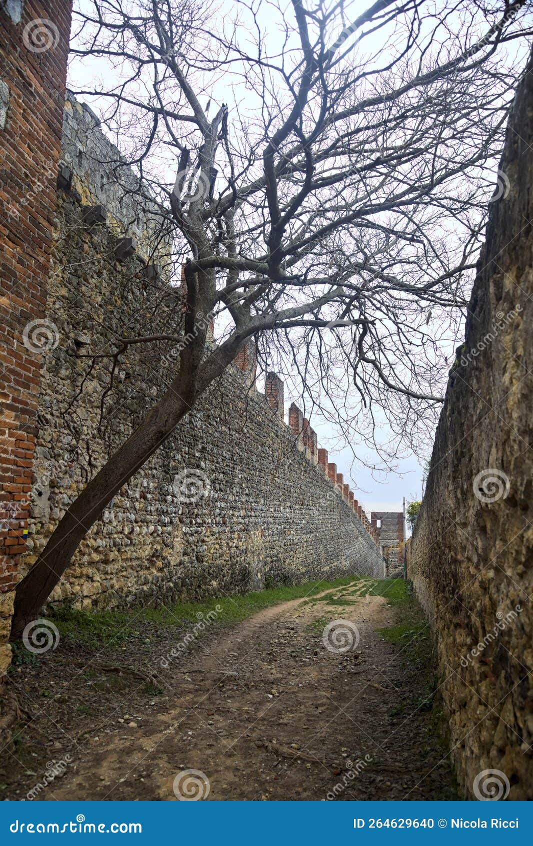 Bare Tree Growing Sideways on a Dirt Path Bordered by Fortifications on ...