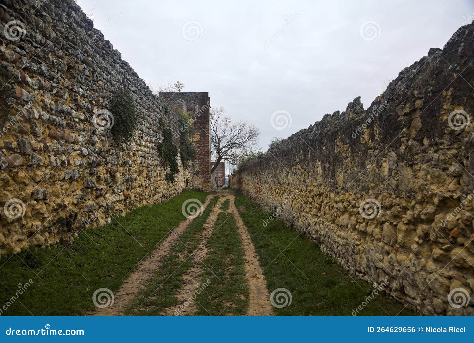 Bare Tree Growing Sideways on a Dirt Path Bordered by Fortifications on ...
