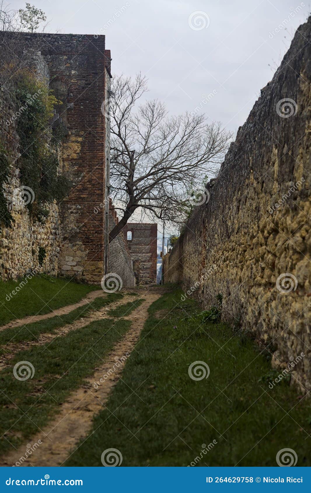 Bare Tree Growing Sideways on a Dirt Path Bordered by Fortifications on ...