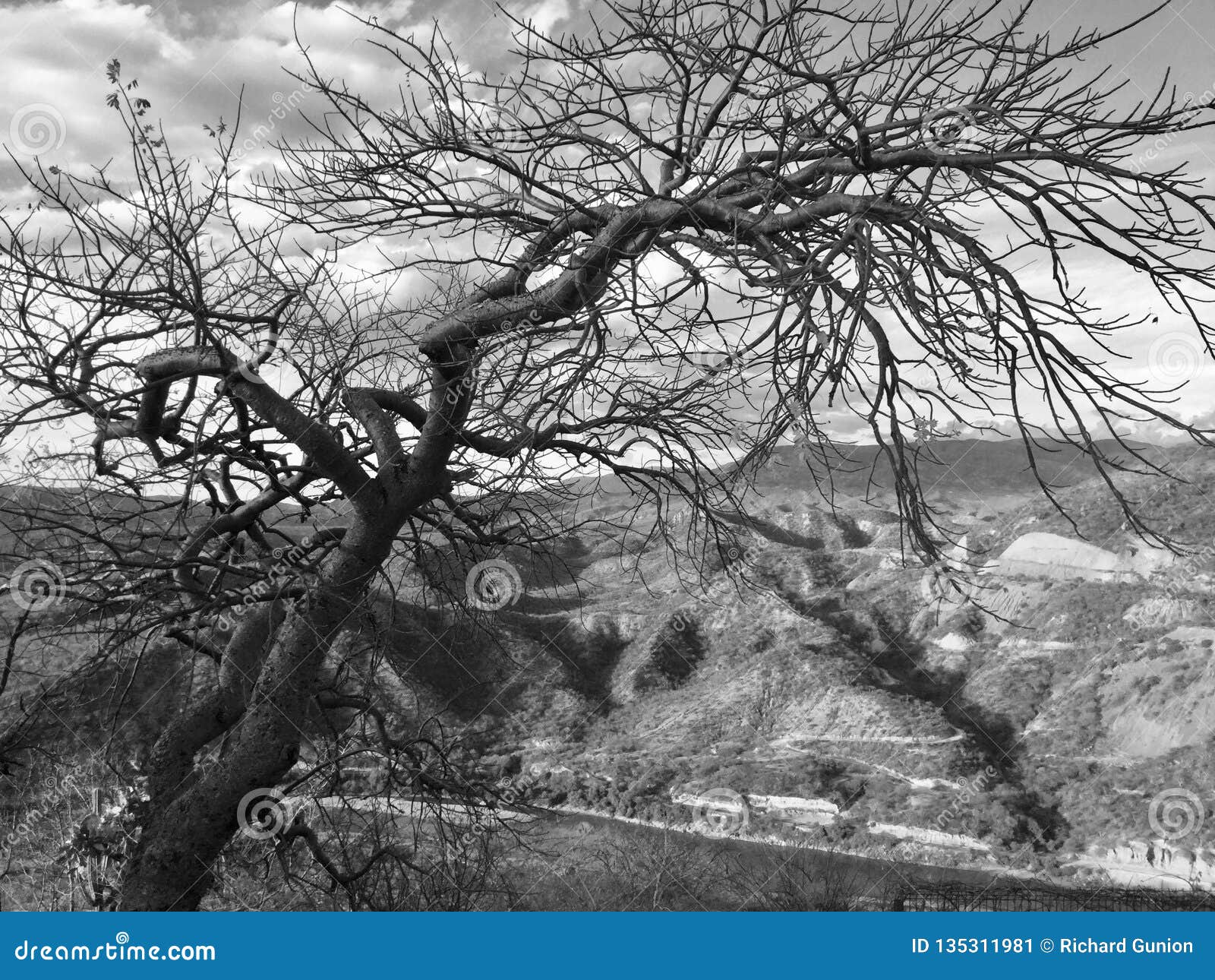 Bare Tree in Guerrero Mexico Stock Image - Image of tree, mountains ...