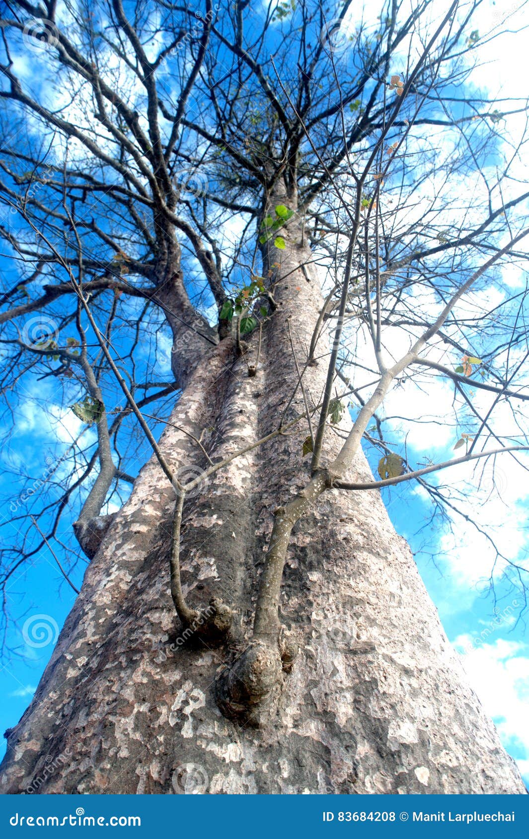 Bare Tree Huge Sprawl of Dry Dead Leaves. Stock Photo - Image of huge ...