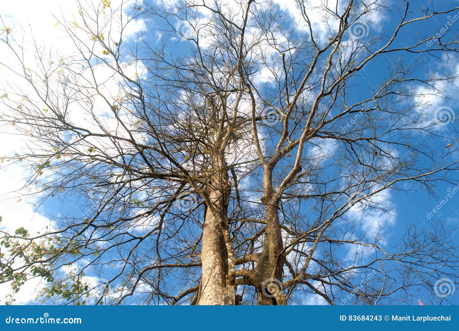 Bare Tree Huge Sprawl of Dry Dead Leaves. Stock Image - Image of plant ...