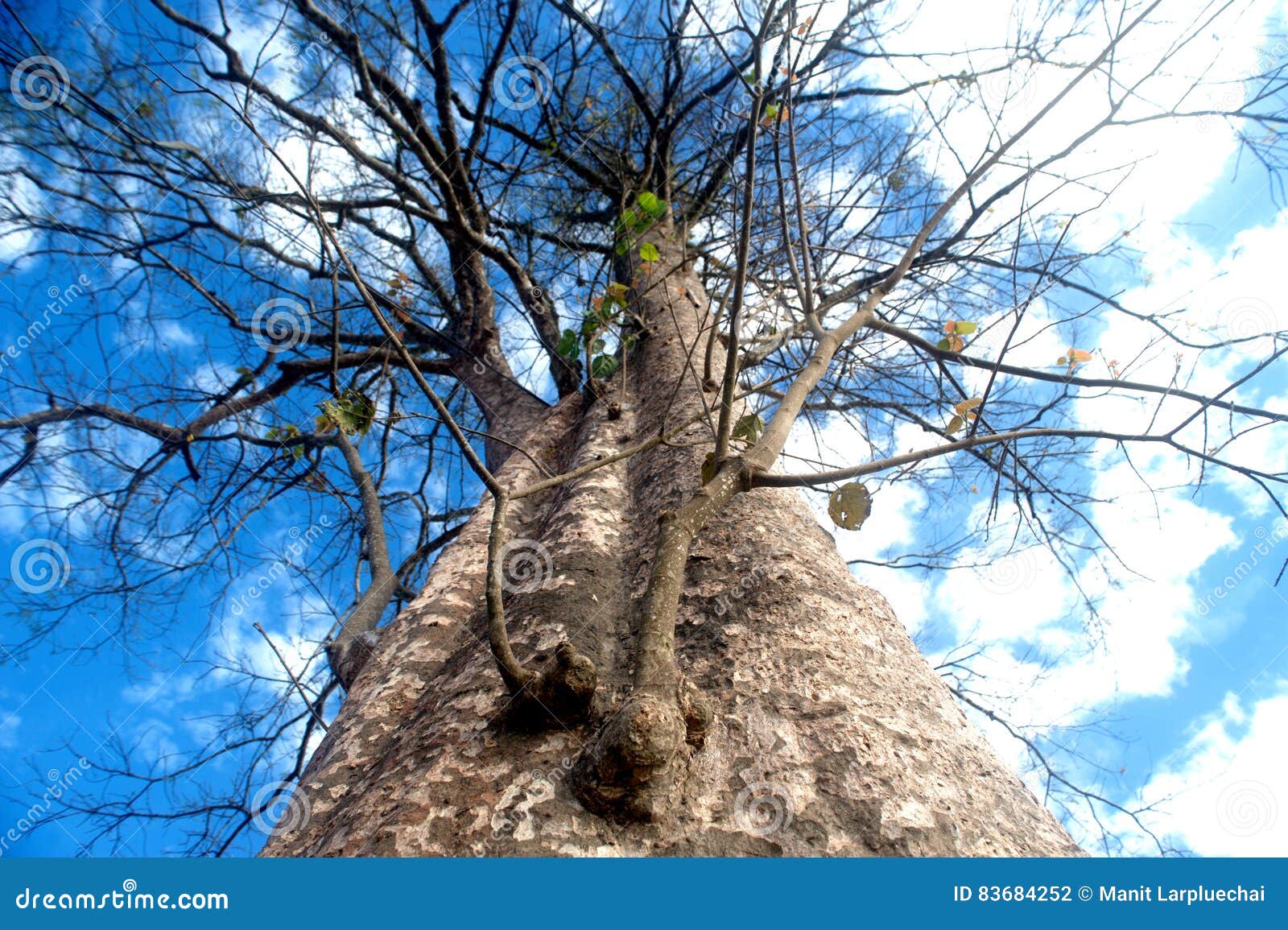 Bare Tree Huge Sprawl of Dry Dead Leaves. Stock Photo - Image of trunk ...