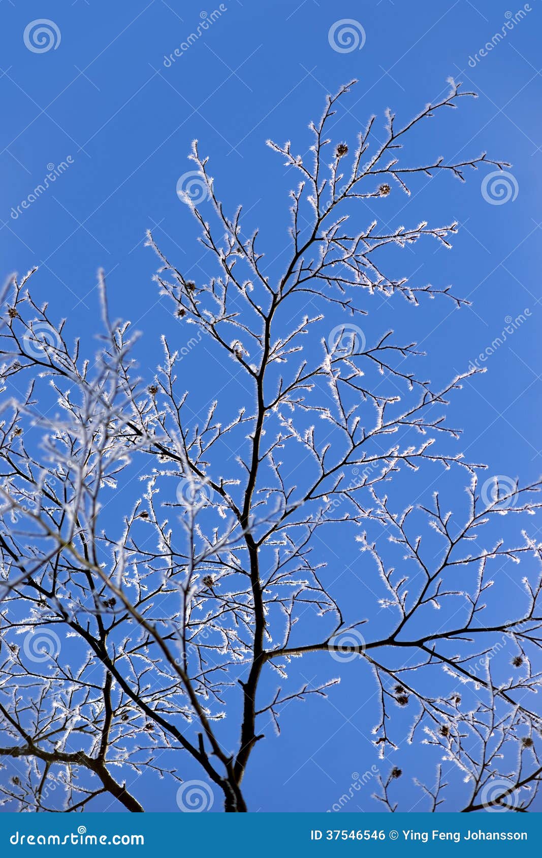 Bare Tree with Ice Crystals Stock Photo - Image of winter, frost: 37546546