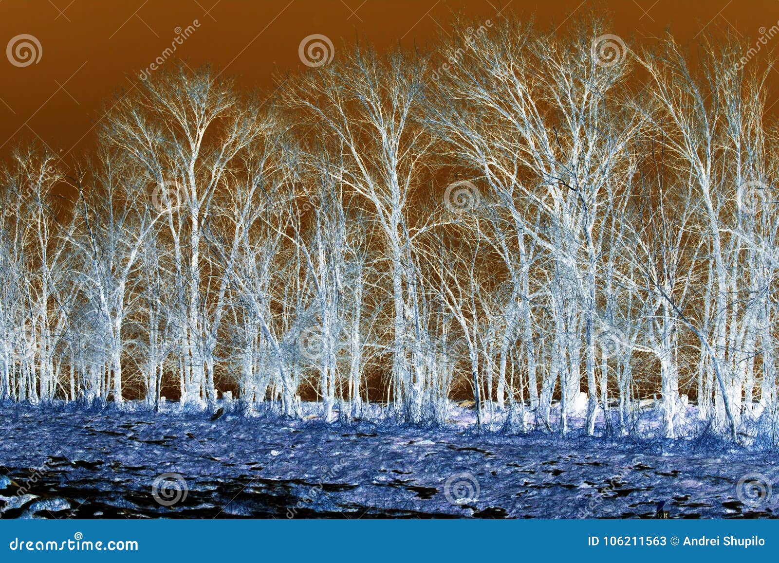 Bare tree in inversion stock image. Image of light, beautiful - 106211563
