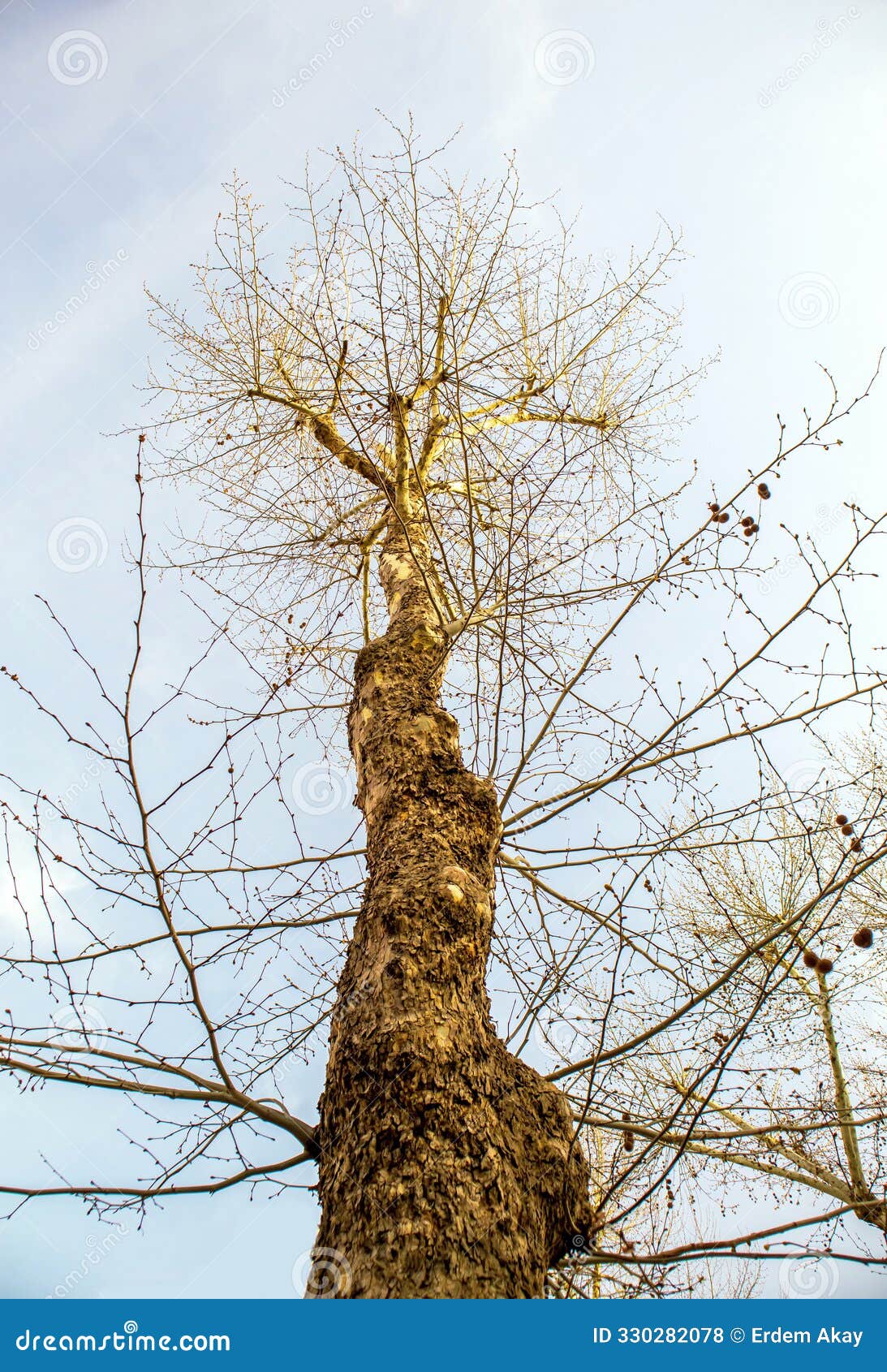 Bare Tree Large Long Trunk and Branches Stretching To Blue Sky in the ...