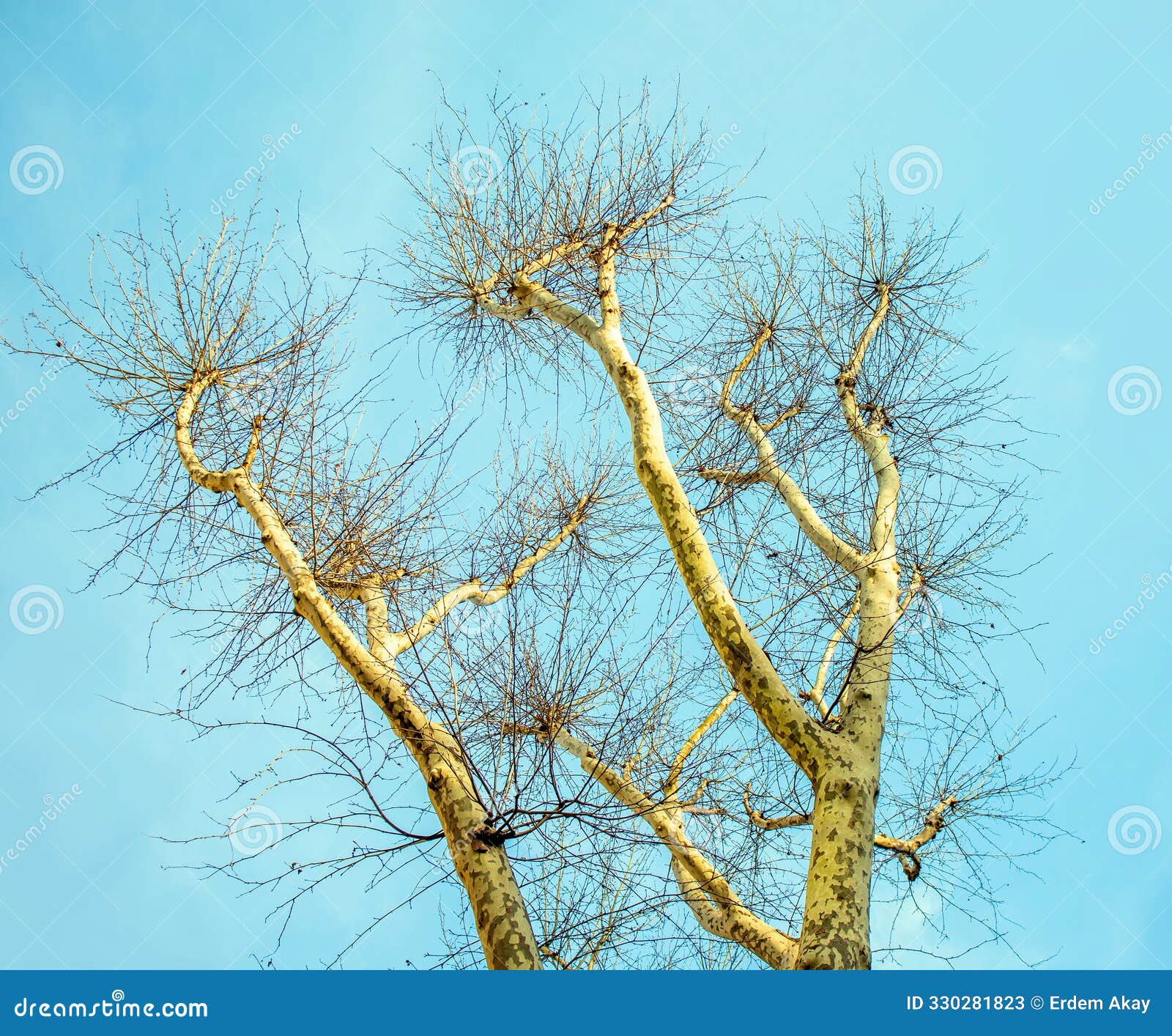 Bare Tree Large Long Trunk and Branches Stretching To Blue Sky in the ...
