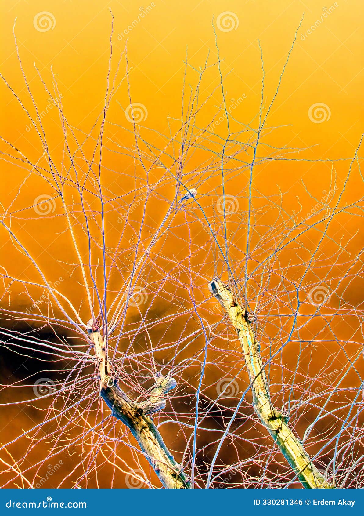 Bare Tree Large Long Trunk and Branches Stretching To Sky Stock Photo ...