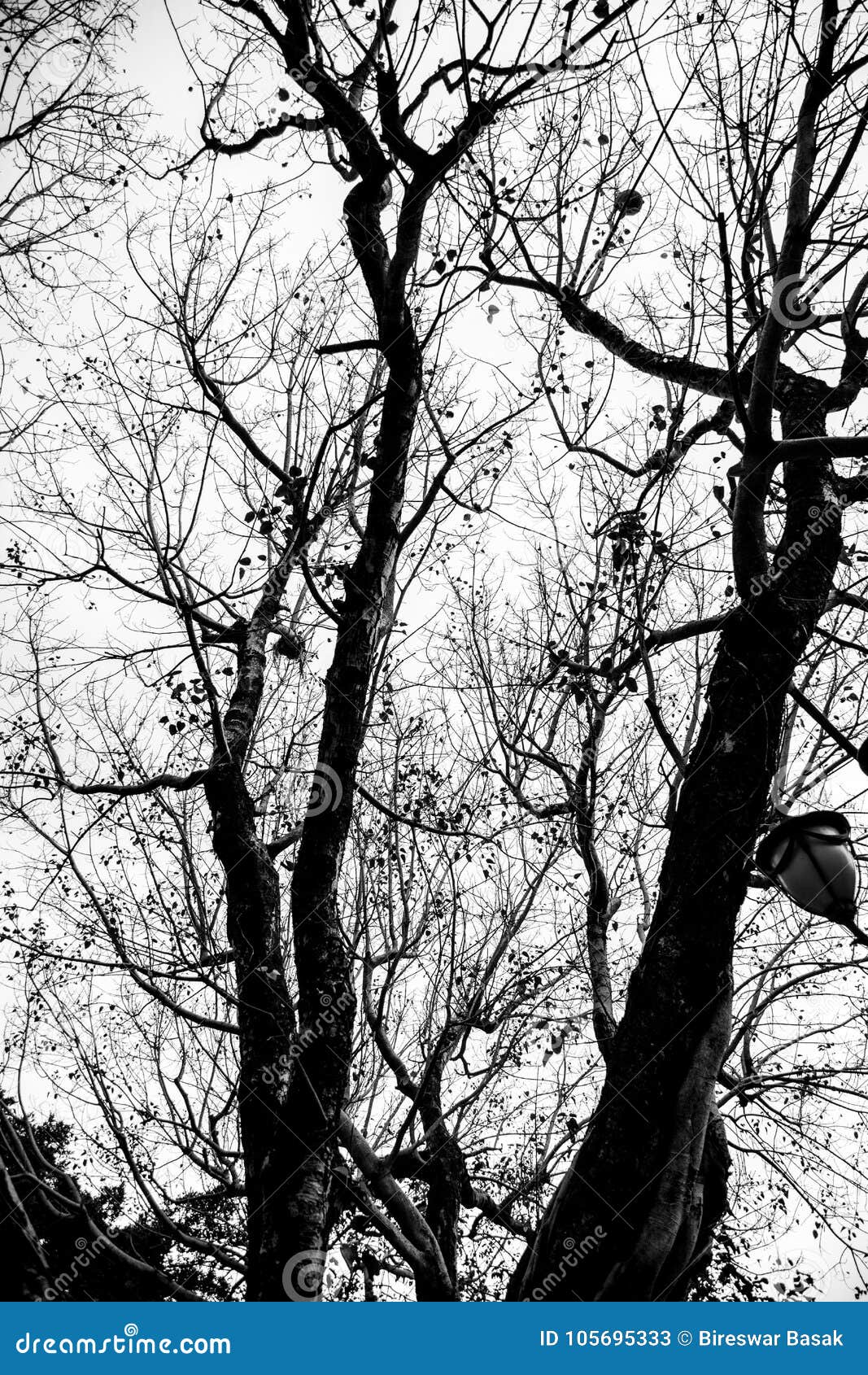 Bare Tree Limbs in Black and White Stock Image - Image of outdoor ...