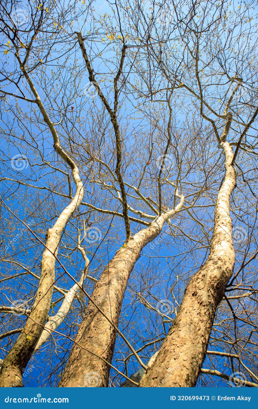 Bare Tree Long Trunk and Branches Stretching To Blue Sky Stock Image ...