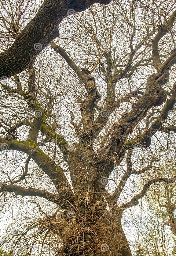 Bare Tree Long Trunk and Tangled Thin Branches Under Cloudy White Sky ...